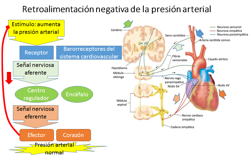 Anatomía De Retroalimentación Positiva Apunte: Anatomia Y Fisiologia