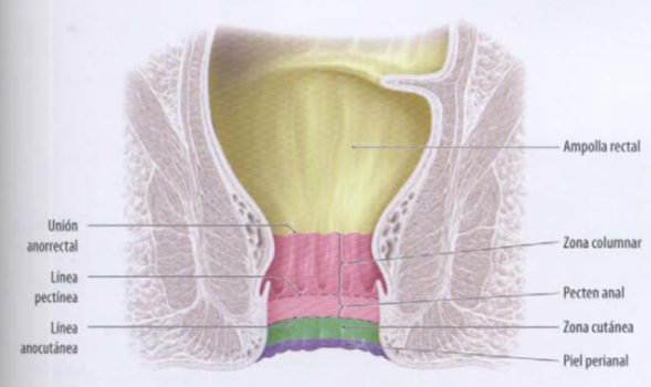 Anatomia Del Recto