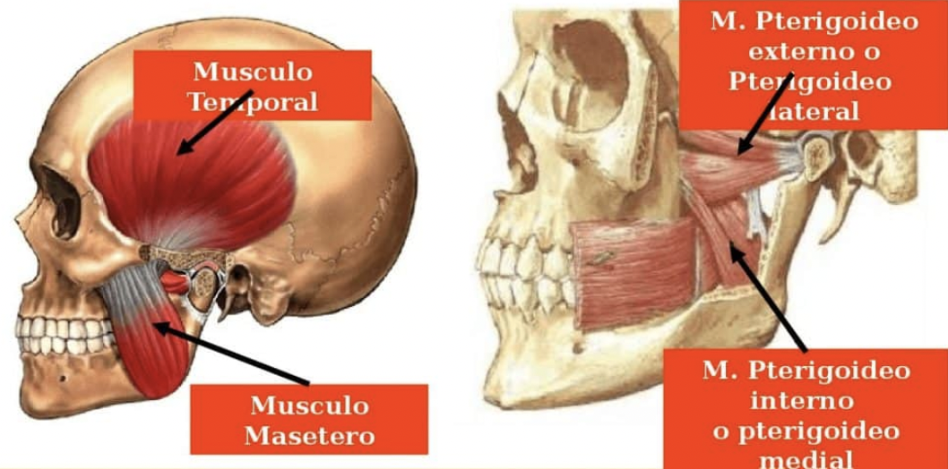 Origen E Inserción Del Músculo Pterigoideo Lateral