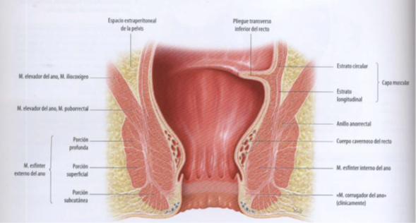 Anatomia Del Recto