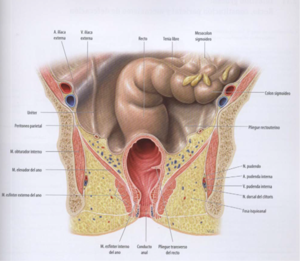 Anatomia Del Recto
